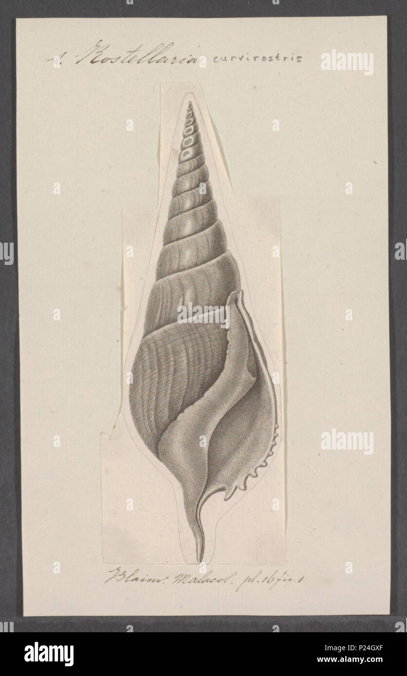 Tibia insulaechorab hi-res stock photography and images - Alamy