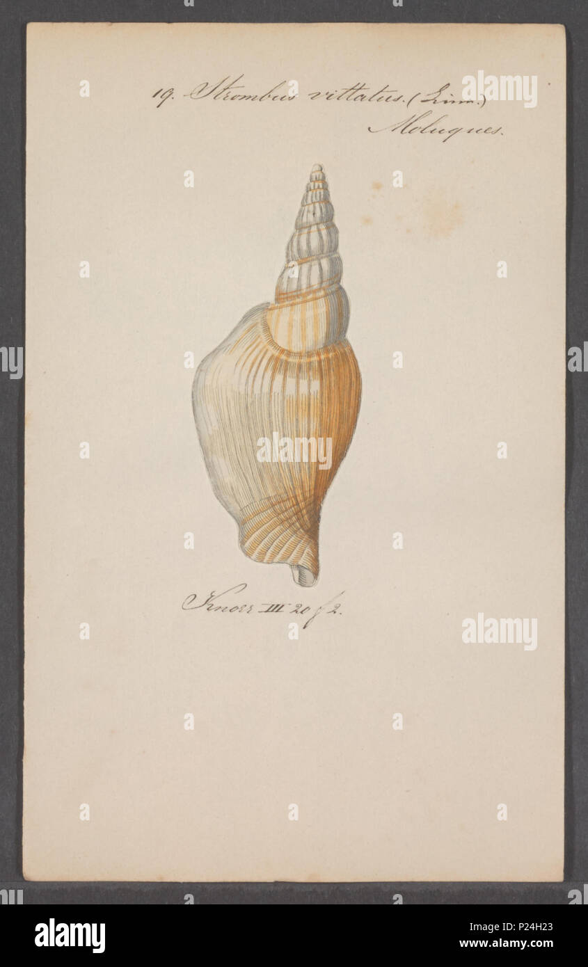 Strombus vittatus hi-res stock photography and images - Alamy