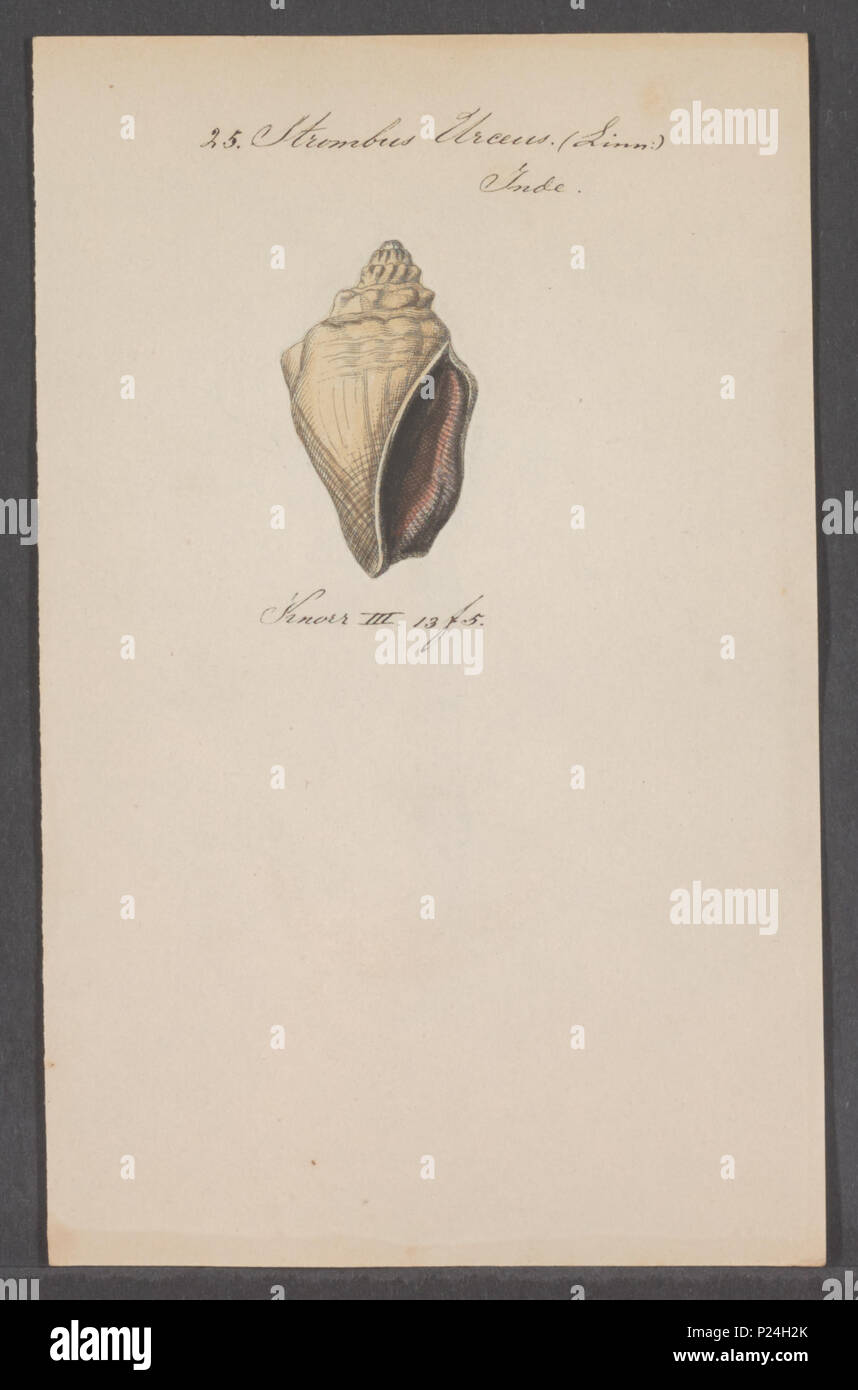 . Strombus urceus 298 Strombus urceus - - Print - Iconographia ...
