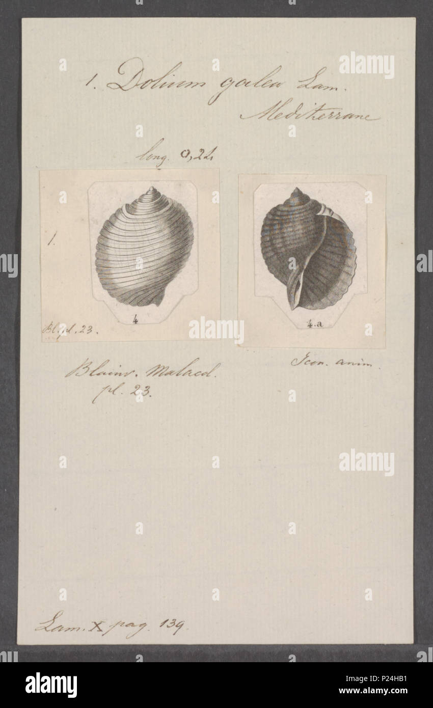 . Tonna galea syn. Dolium galea 83 Dolium galea - - Print ...