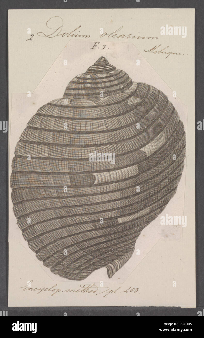 Tonna canaliculata hi-res stock photography and images - Alamy