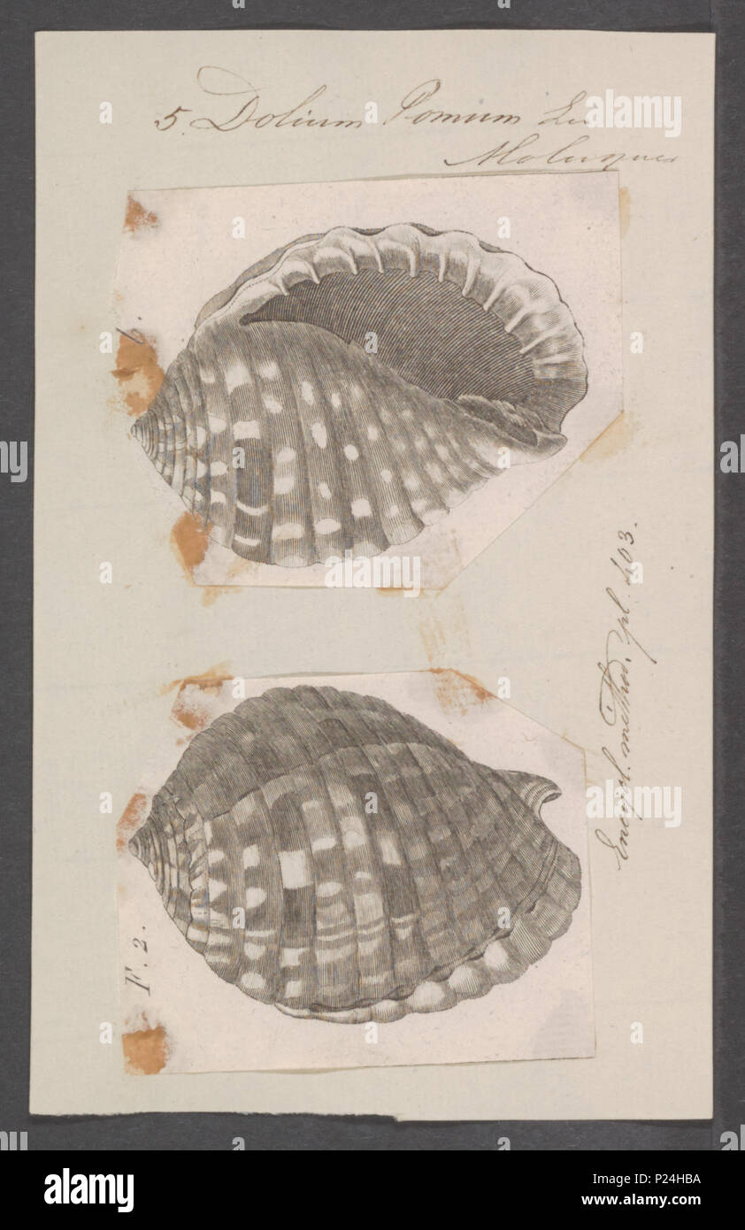 Dolium hi-res stock photography and images - Alamy