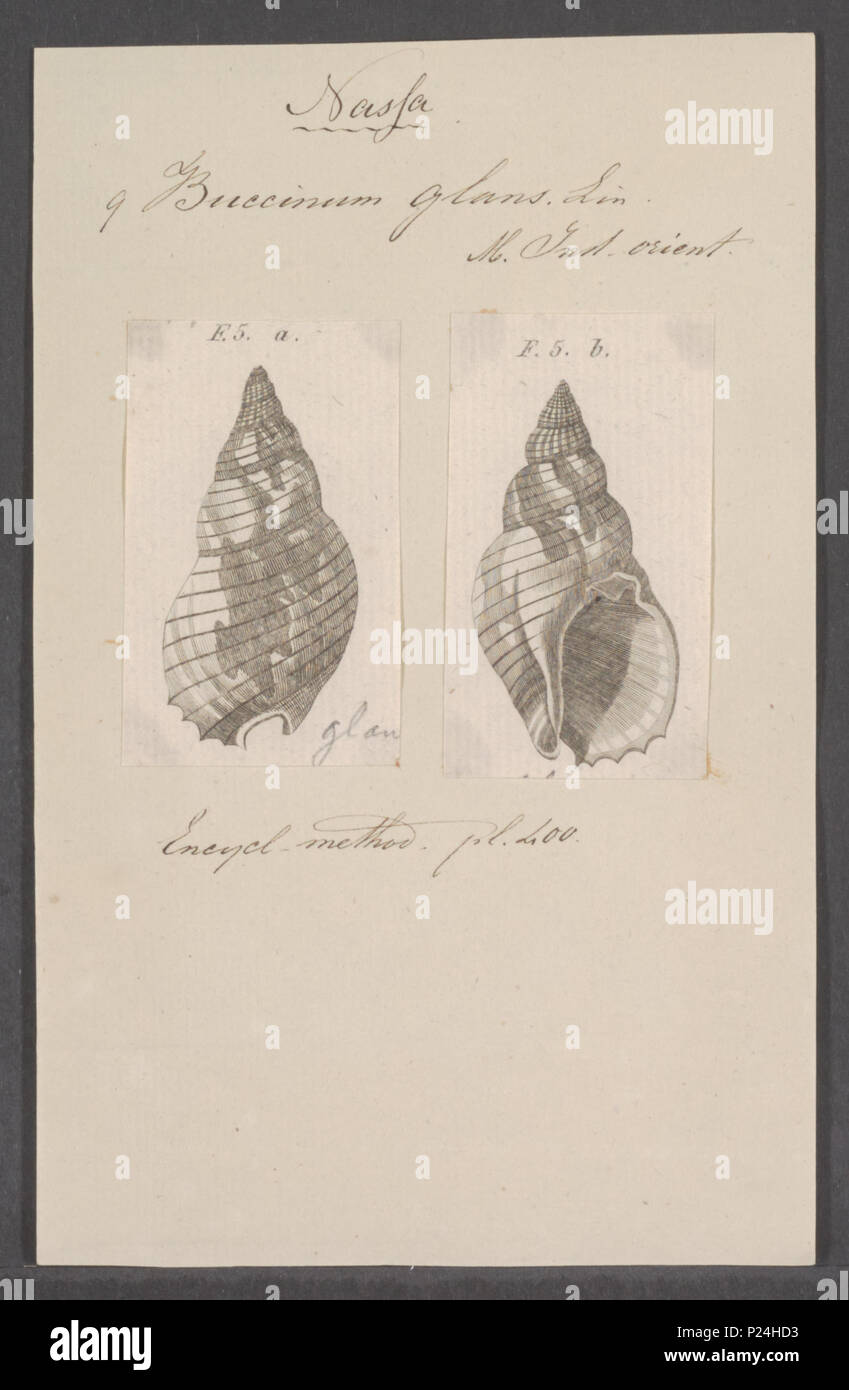 Buccinum glans hi-res stock photography and images - Alamy