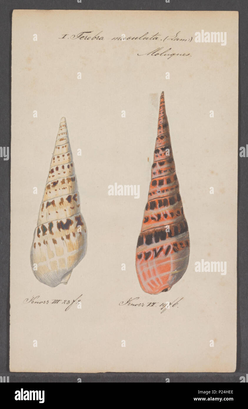 . Terebra maculata 302 Terebra maculata - - Print - Iconographia ...