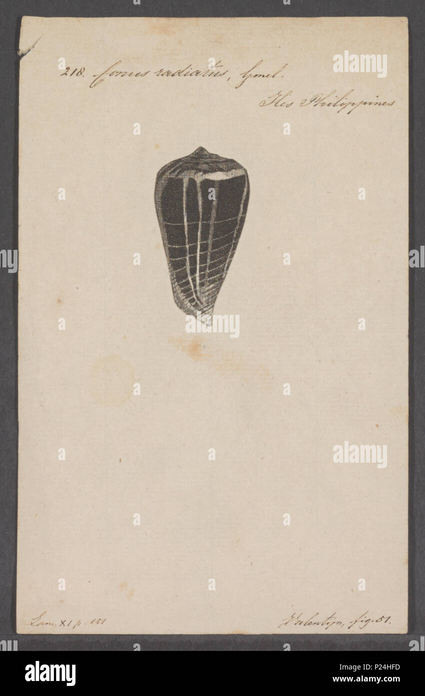 Conus radiatus hi-res stock photography and images - Alamy