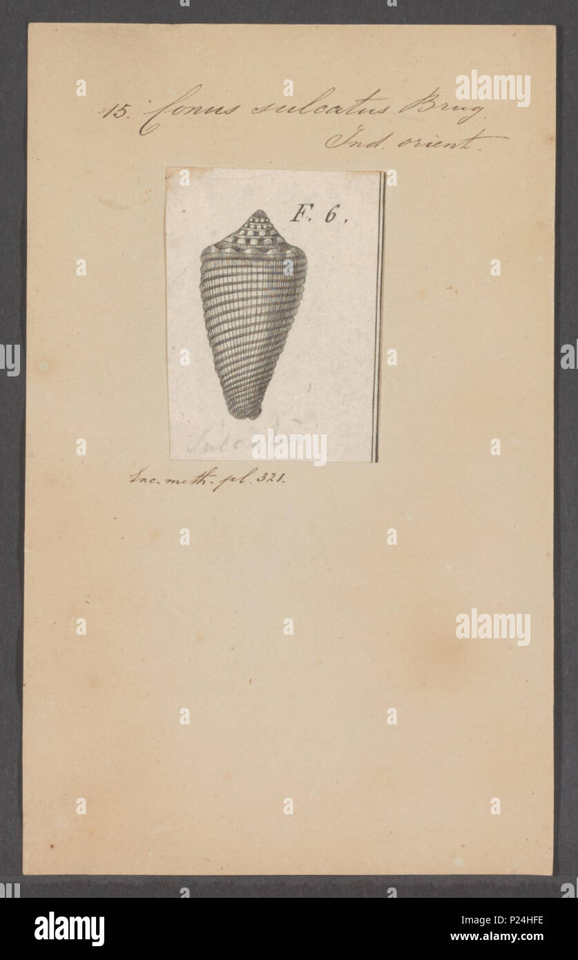 . Conus sulcatus 68 Conus sulcatus - - Print - Iconographia Zoologica ...
