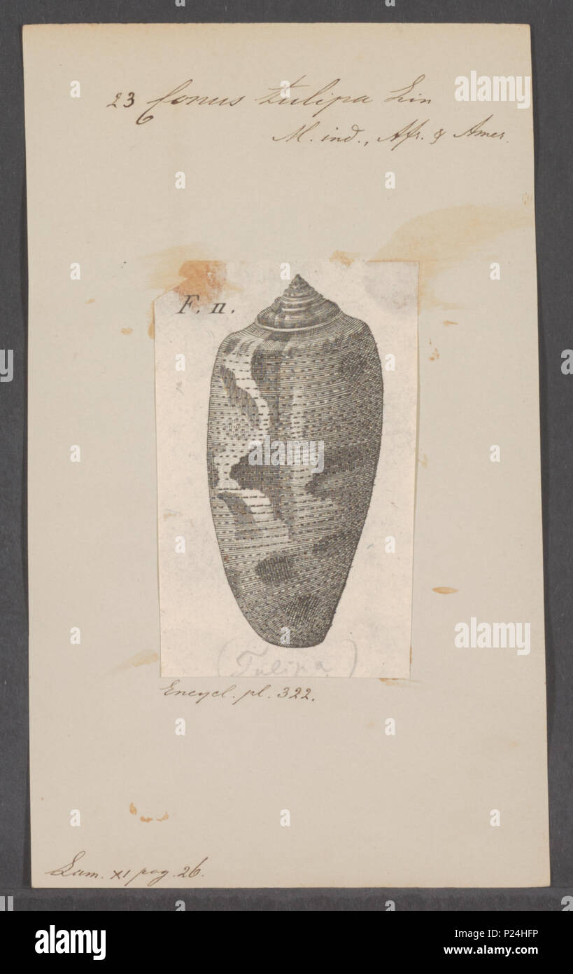 . Conus tulipa 68 Conus tulipa - - Print - Iconographia Zoologica ...