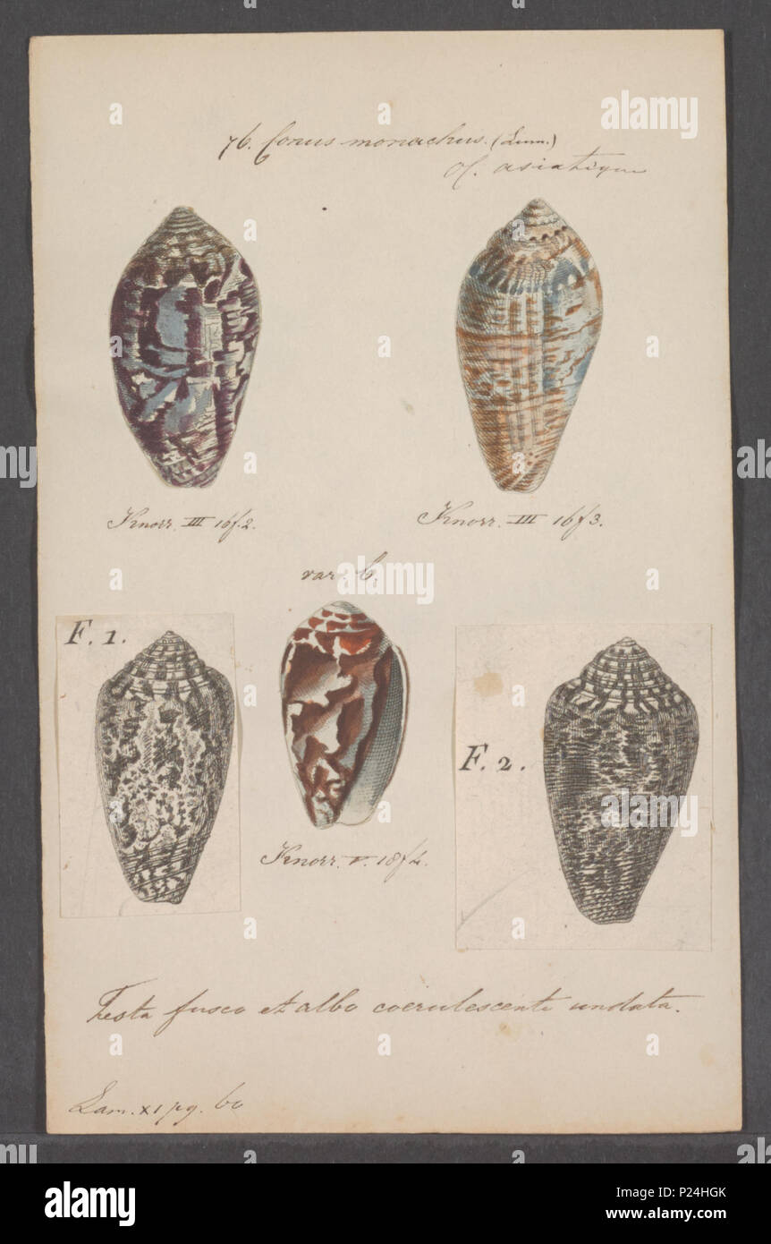 . Conus monachus 67 Conus monachus - - Print - Iconographia Zoologica ...