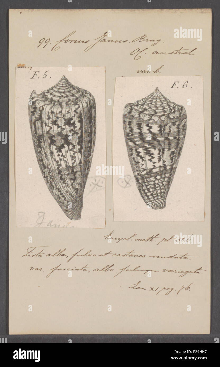 Conus janus hi-res stock photography and images - Alamy