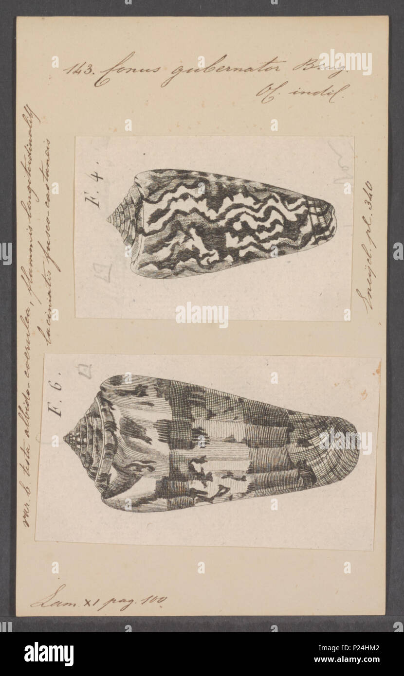 Conus gubernator hi-res stock photography and images - Alamy