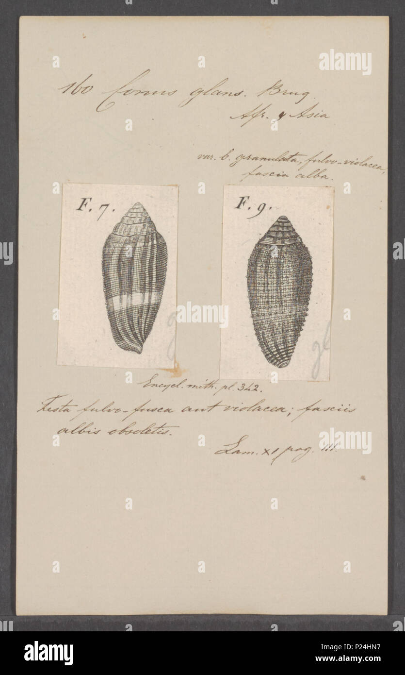 Conus glans hi-res stock photography and images - Alamy