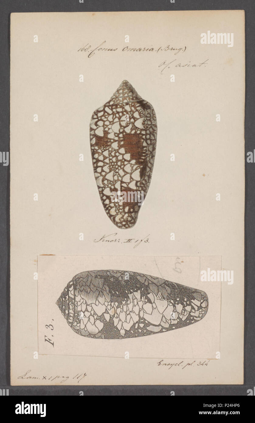 Conus omaria hi-res stock photography and images - Alamy