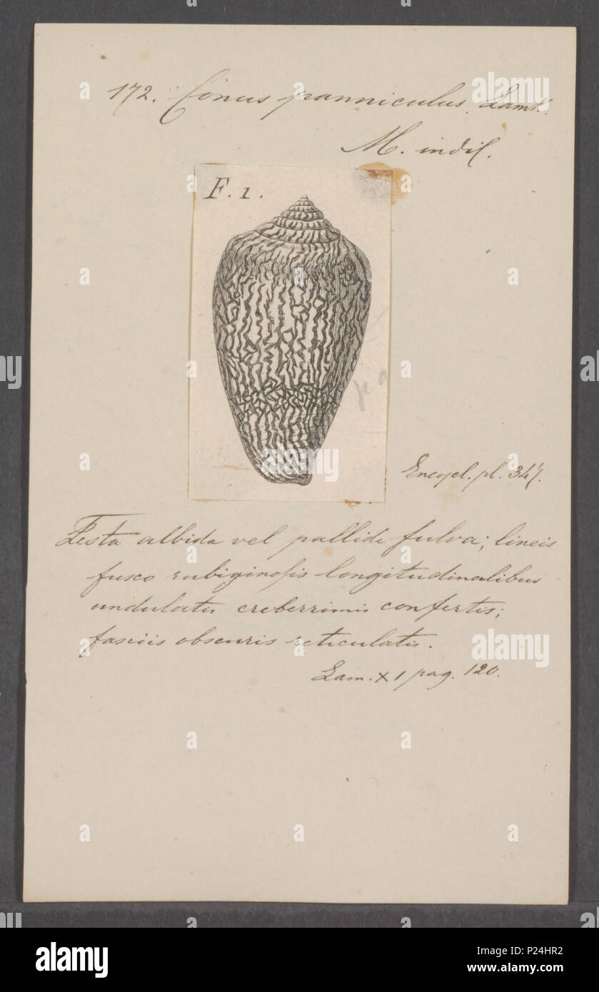 Panniculus hi-res stock photography and images - Alamy