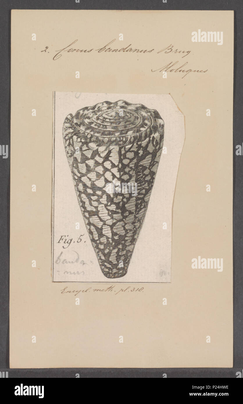 . Conus bandanus 66 Conus bandanus - - Print - Iconographia Zoologica ...