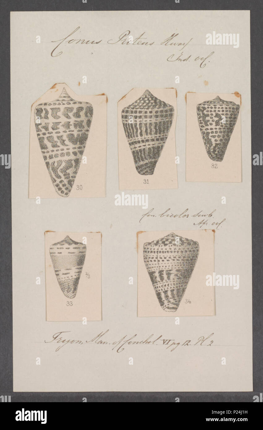 . Conus proteus 67 Conus proteus - - Print - Iconographia Zoologica ...