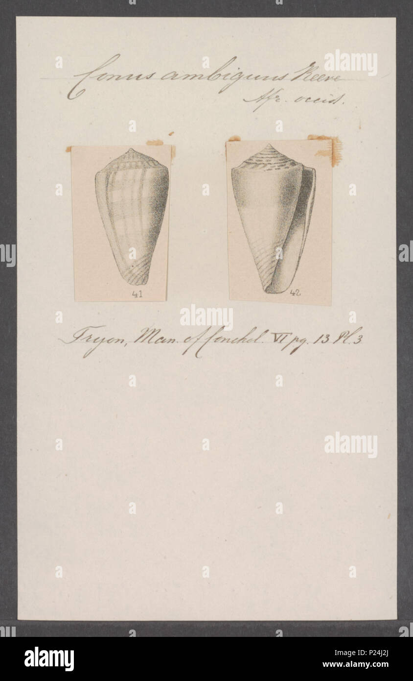 Conus ambiguus hi-res stock photography and images - Alamy