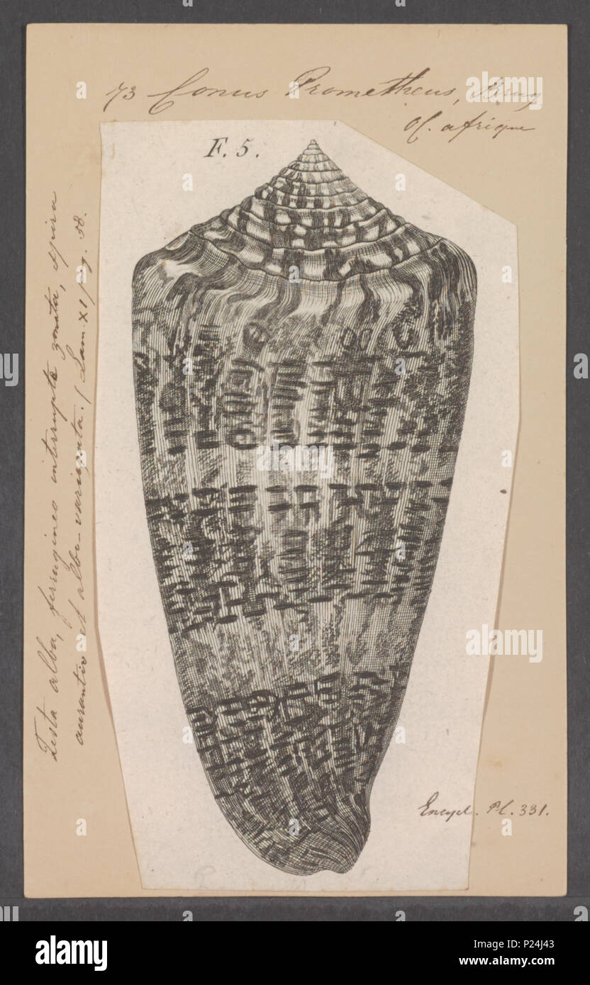 Conus prometheus hi-res stock photography and images - Alamy