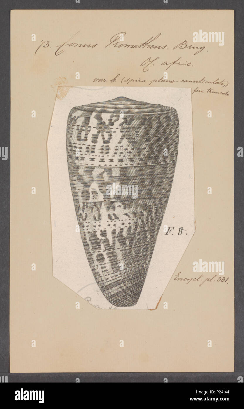 Conus prometheus hi-res stock photography and images - Alamy