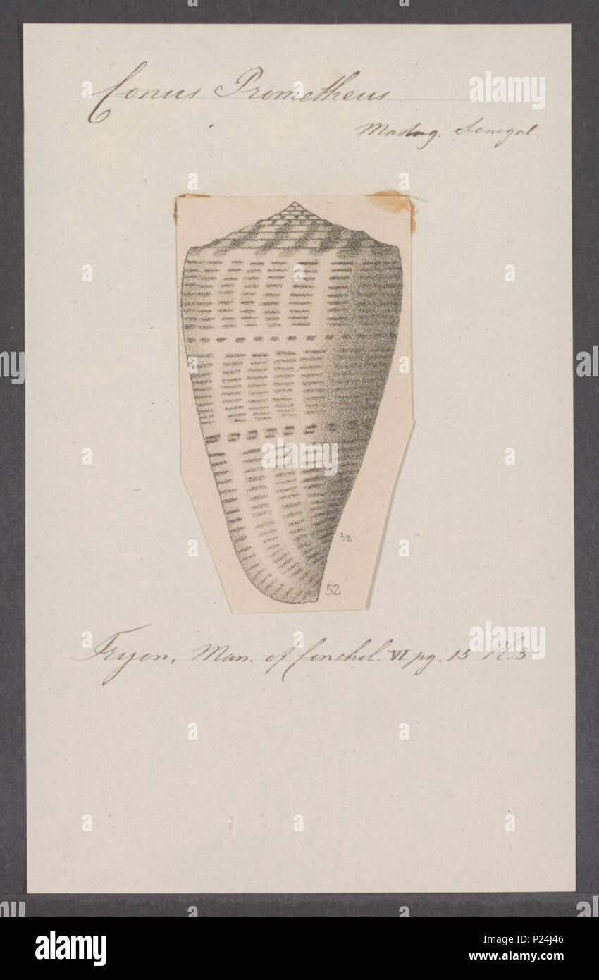 Pulcher Conus High Resolution Stock Photography and Images - Alamy