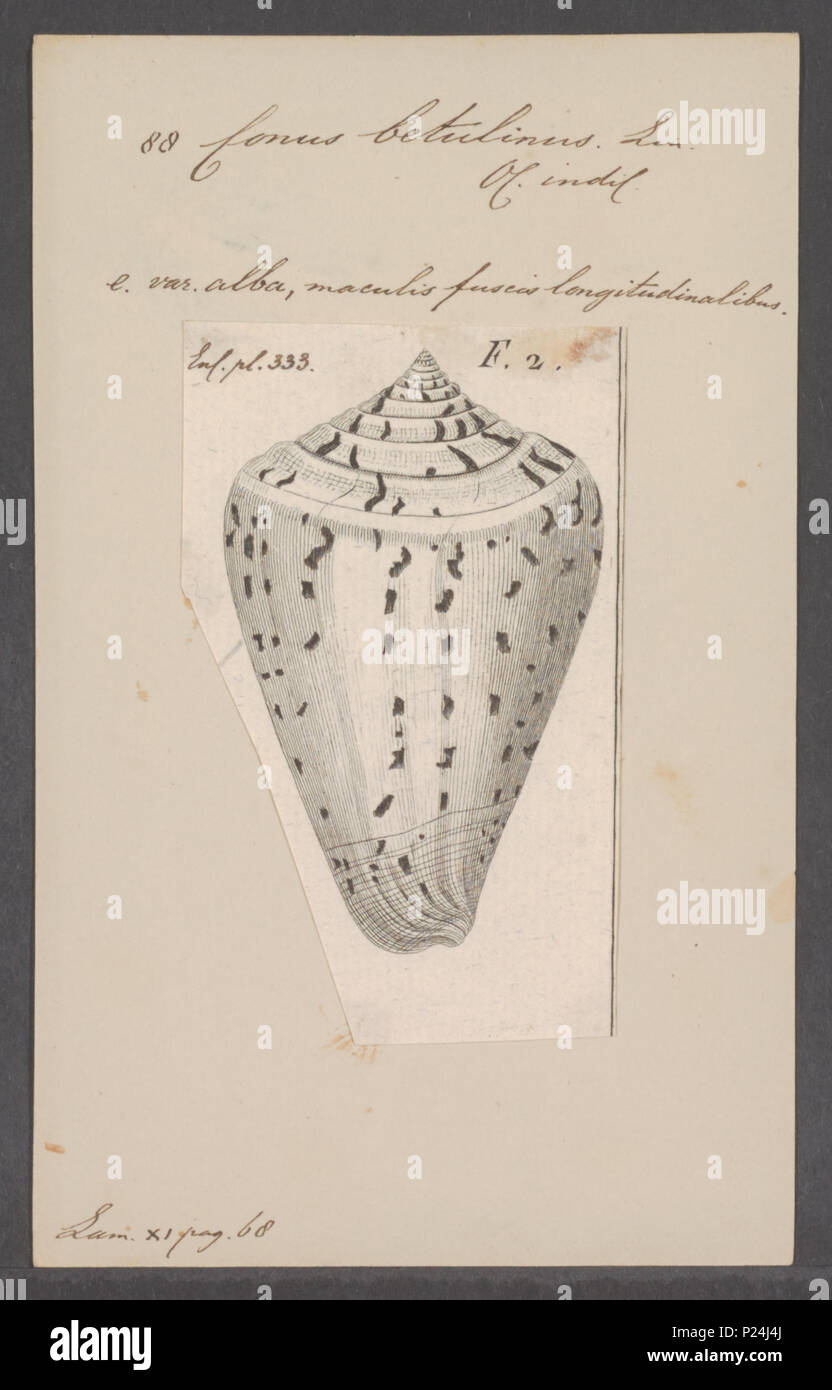 Conus betulinus hi-res stock photography and images - Alamy