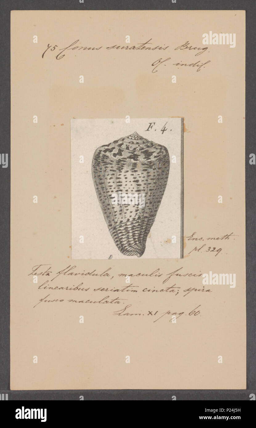 Conus suratensis hi-res stock photography and images - Alamy