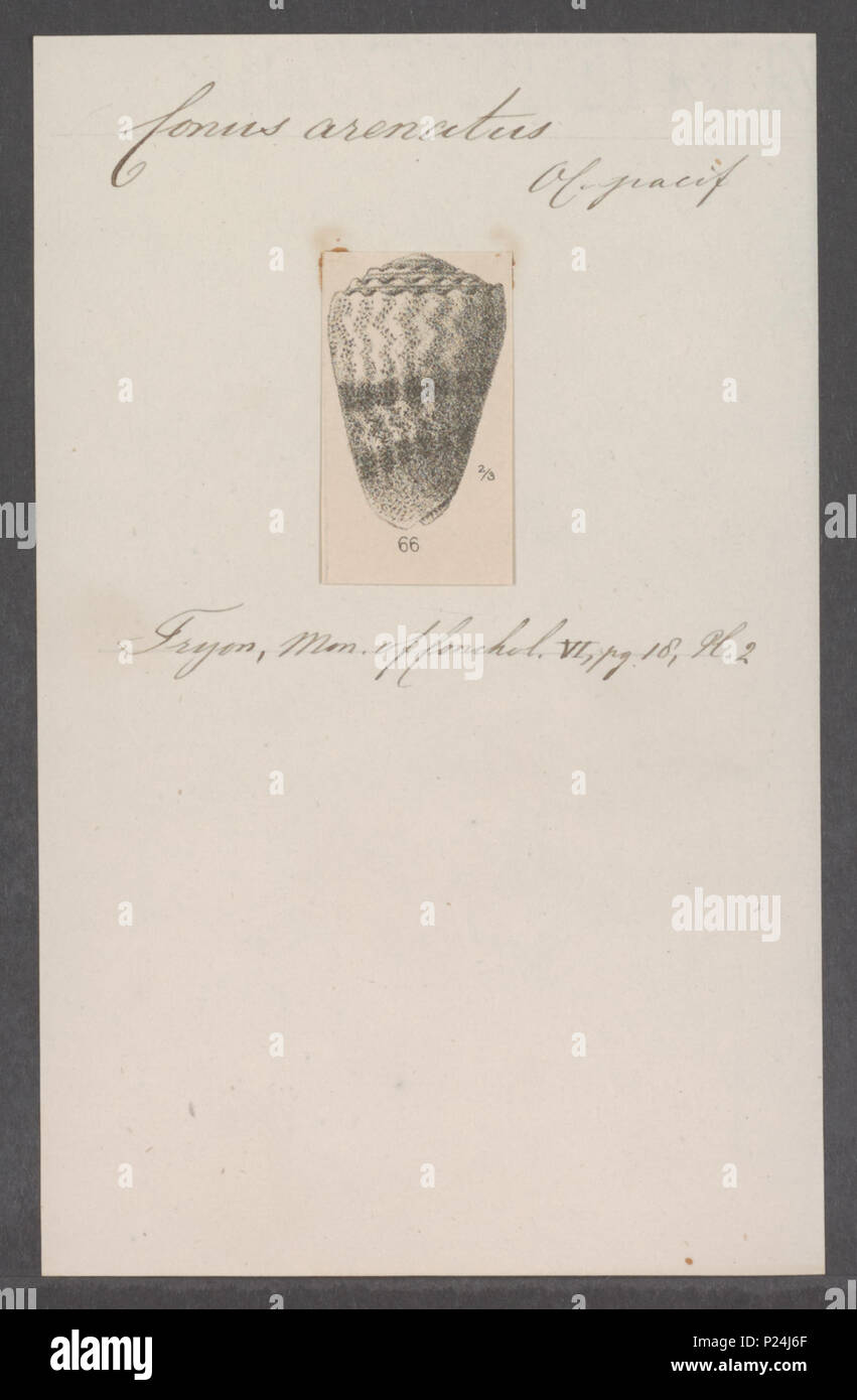 Conus arenatus hi-res stock photography and images - Alamy