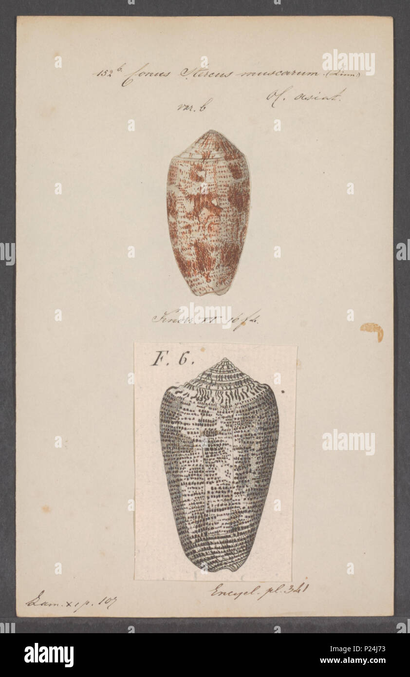 Conus stercusmuscarum hi-res stock photography and images - Alamy