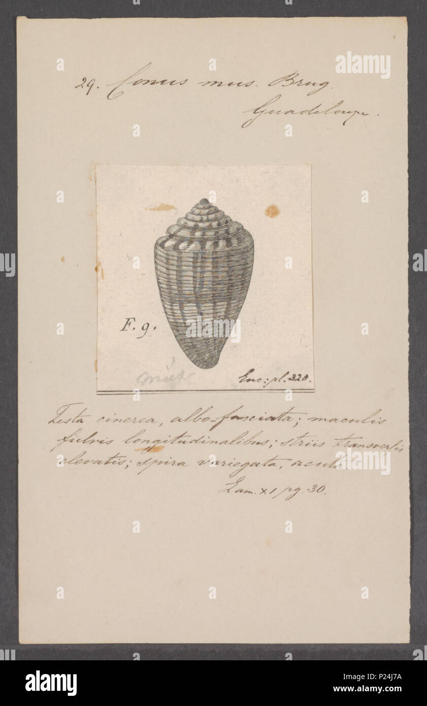 Conus mus hi-res stock photography and images - Alamy