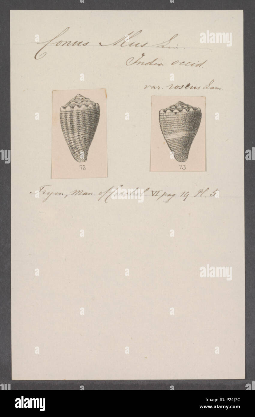 Conus mus hi-res stock photography and images - Alamy