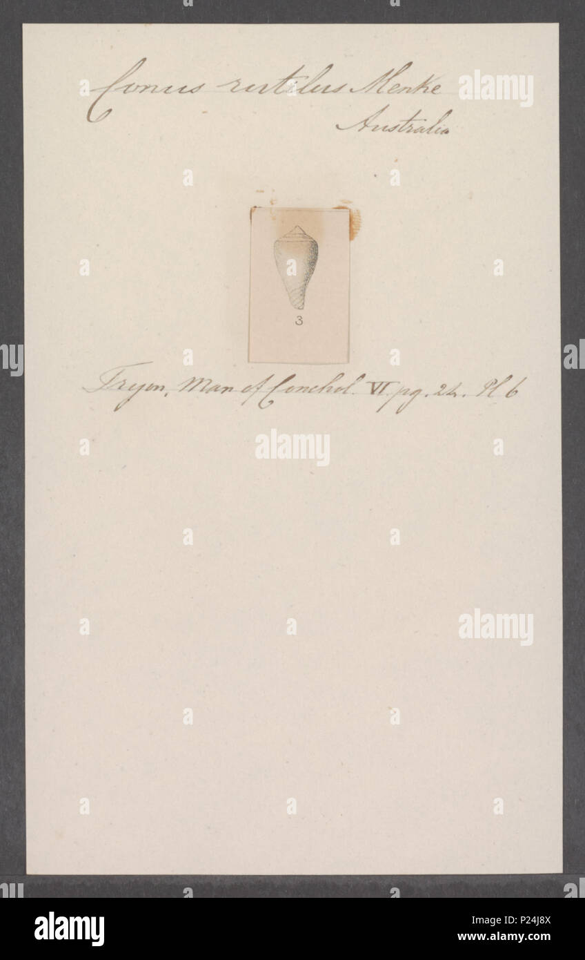 Conus rutilus hi-res stock photography and images - Alamy