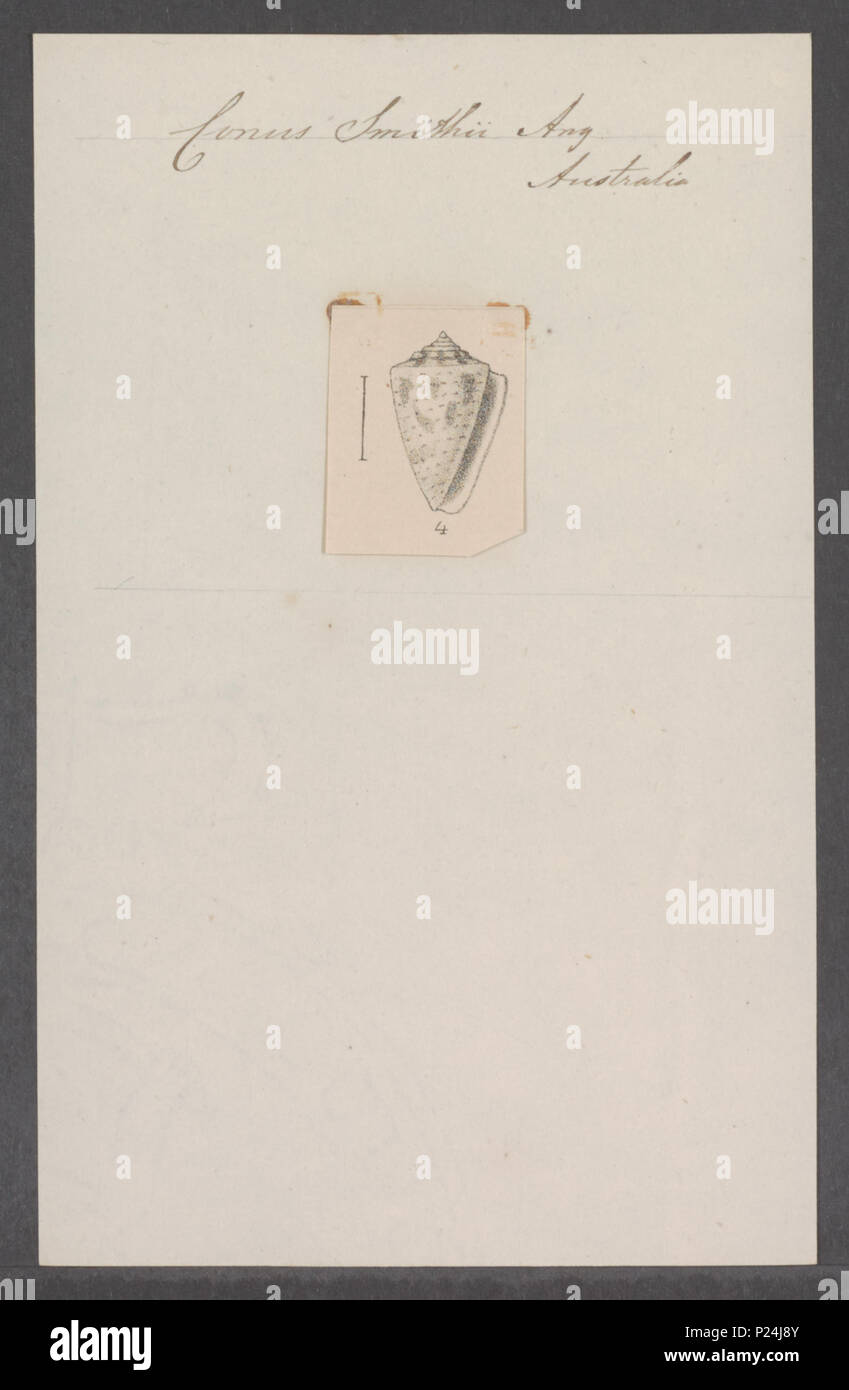 Conasprella rutila hi-res stock photography and images - Alamy