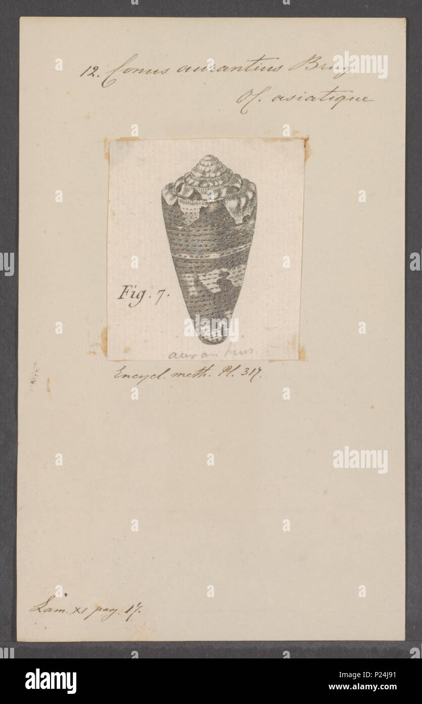 Conus aurantius hi-res stock photography and images - Alamy