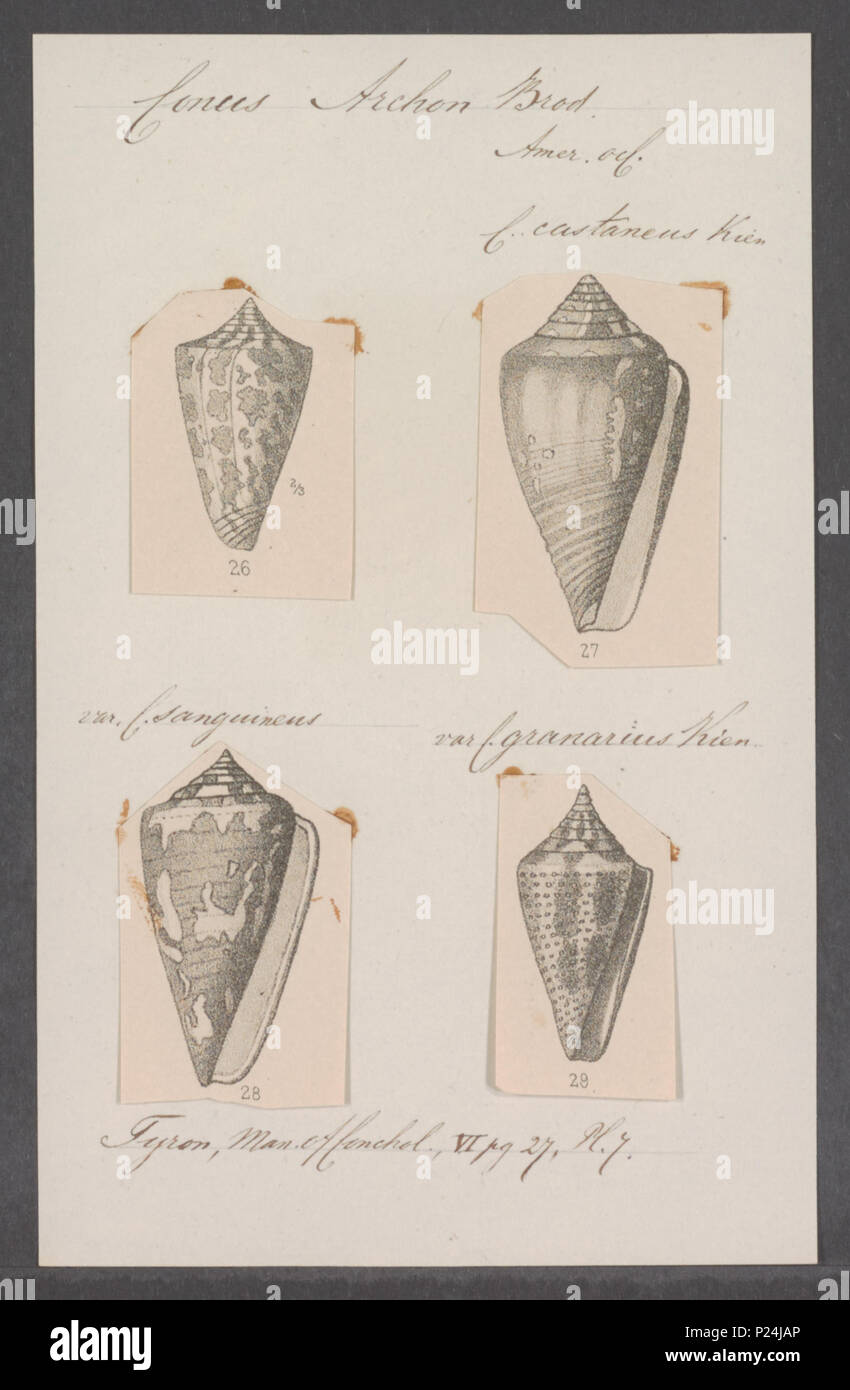 Conus archon hi-res stock photography and images - Alamy