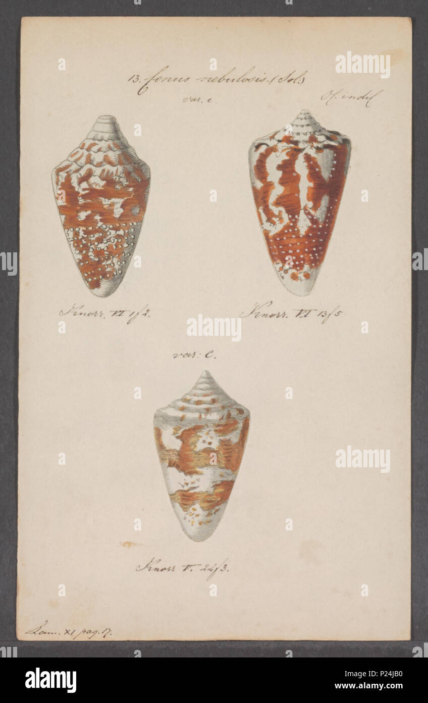 C nebulosus hi-res stock photography and images - Alamy