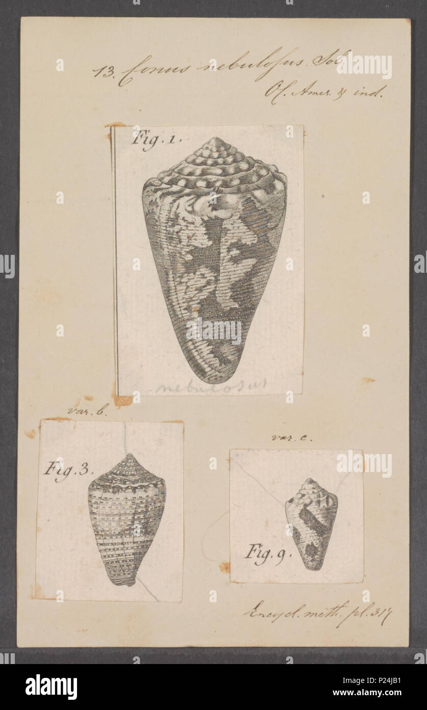 . Conus monachus syn C. nebulosus 67 Conus nebulosus - - Print ...