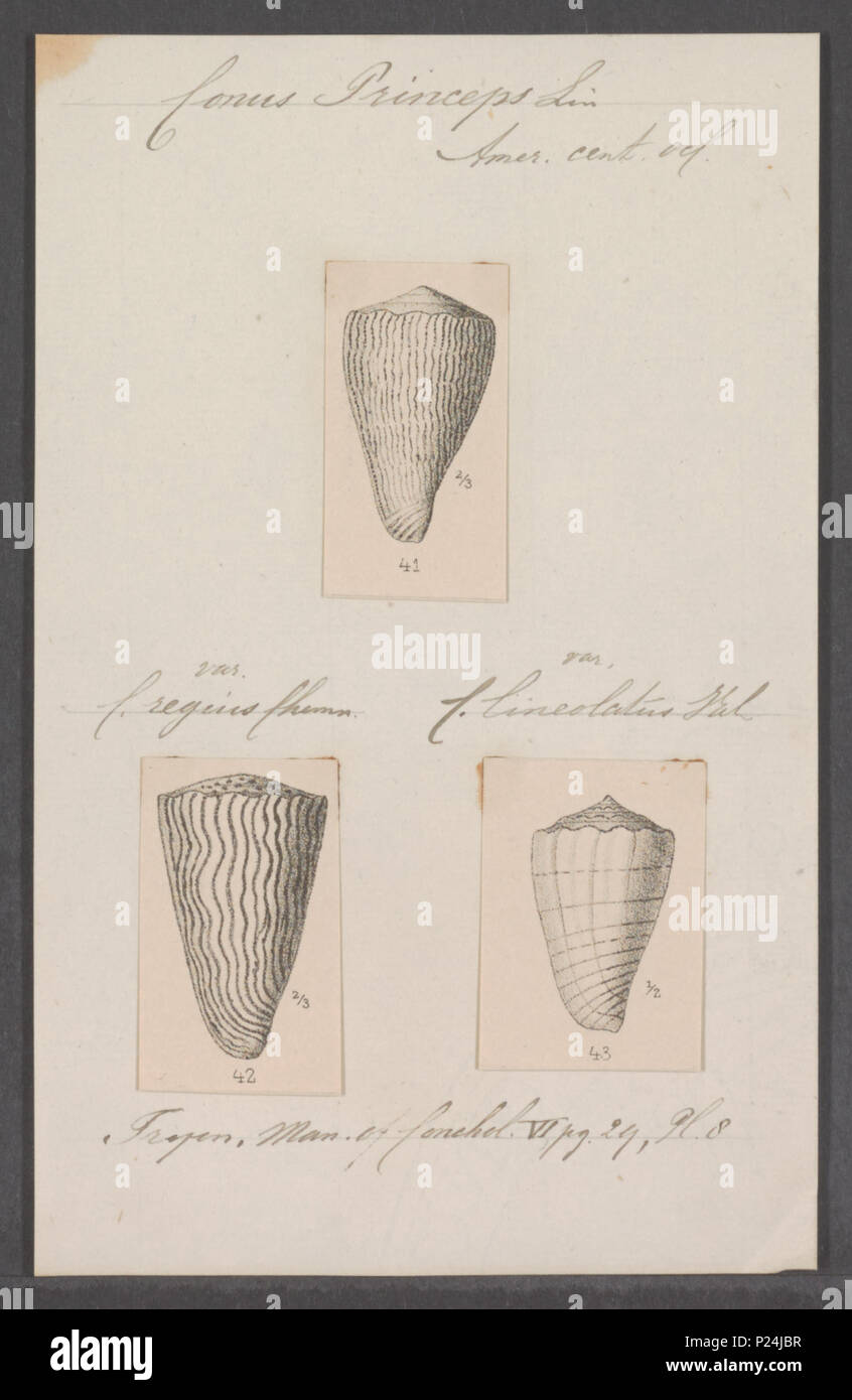 Conus princeps hi-res stock photography and images - Alamy