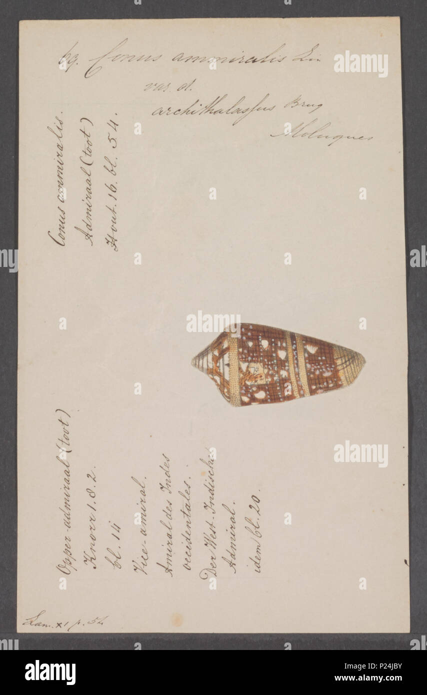 . Conus ammiralis 66 Conus ammiralis - - Print - Iconographia Zoologica ...