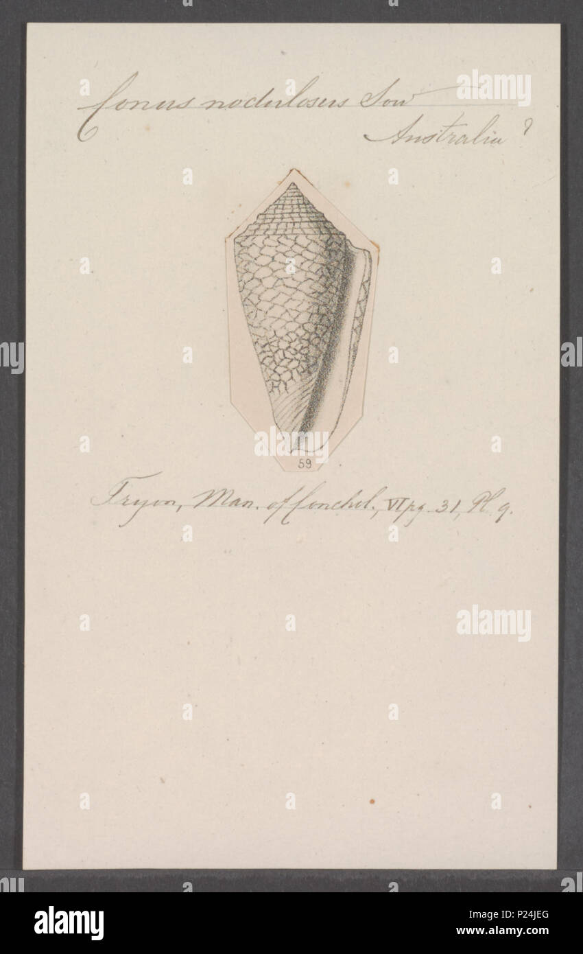 . Conus nodulosus 67 Conus nodulosus - - Print - Iconographia Zoologica ...