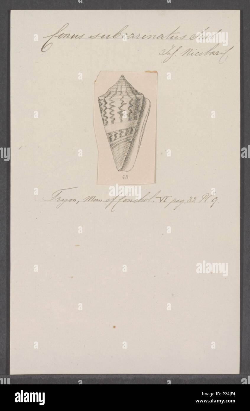 Conus subcarinatus hi-res stock photography and images - Alamy