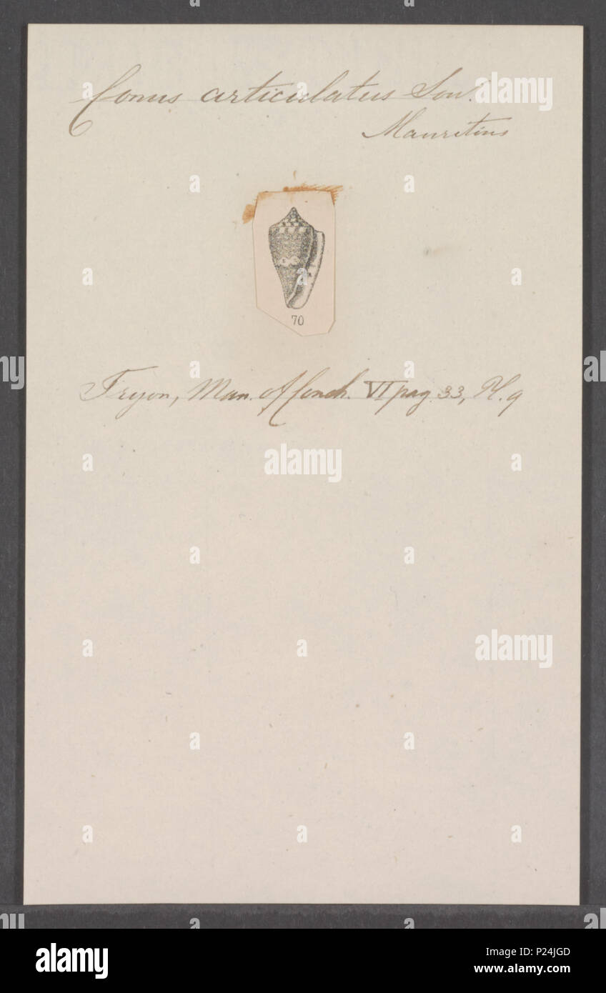 Conus articulatus hi-res stock photography and images - Alamy