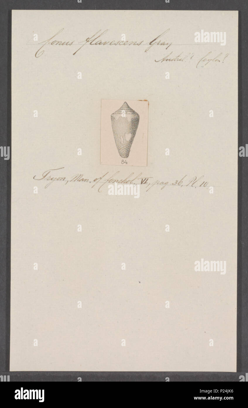 Conus flavescens hi-res stock photography and images - Alamy