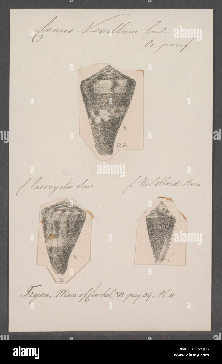 Vexillum hi-res stock photography and images - Alamy