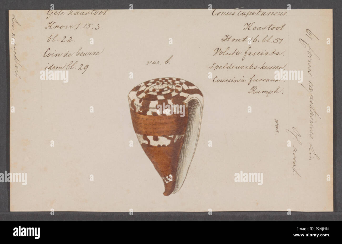 Conus capitaneus hi-res stock photography and images - Alamy