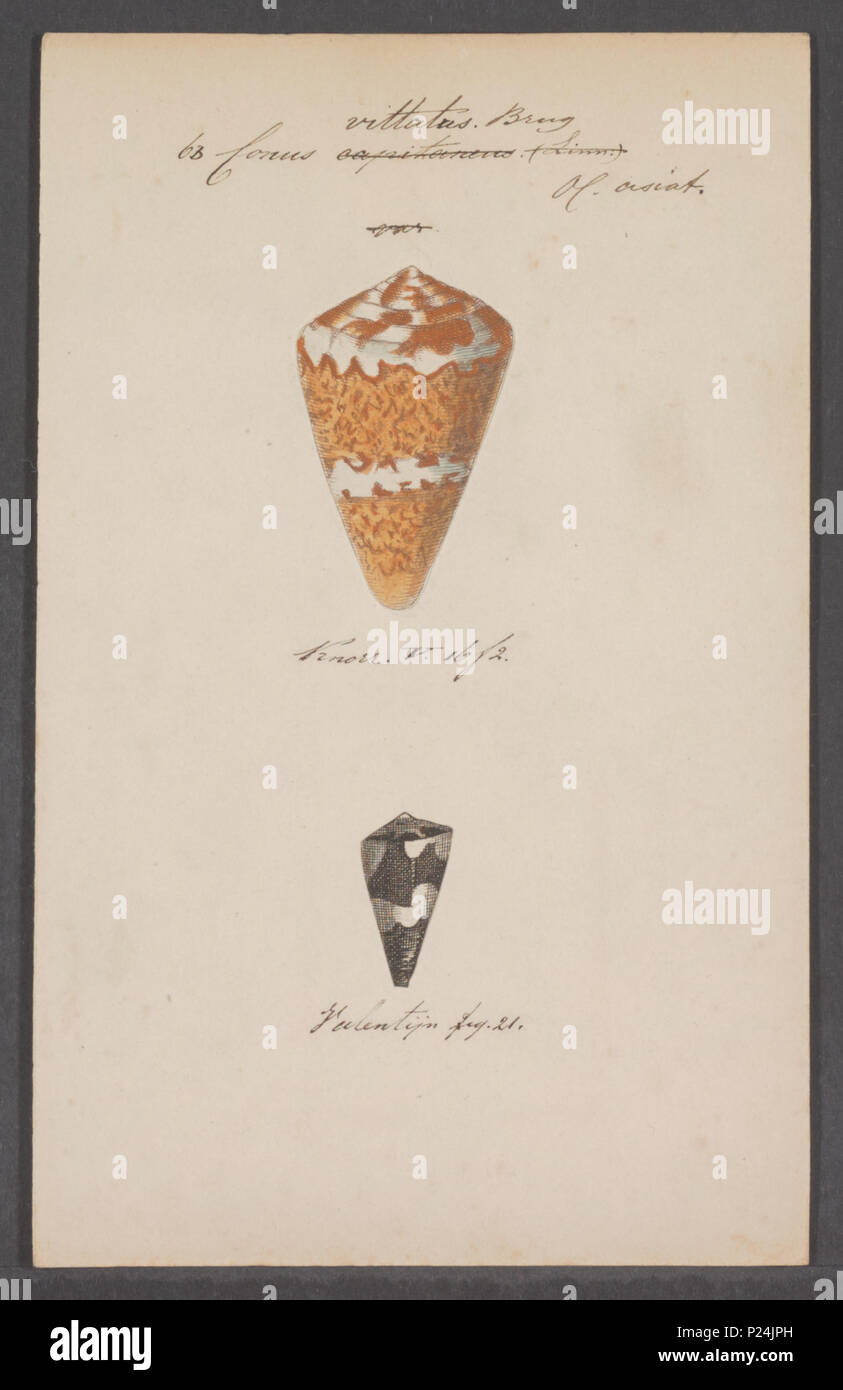 . Conus vittatus 68 Conus vittatus - - Print - Iconographia Zoologica ...