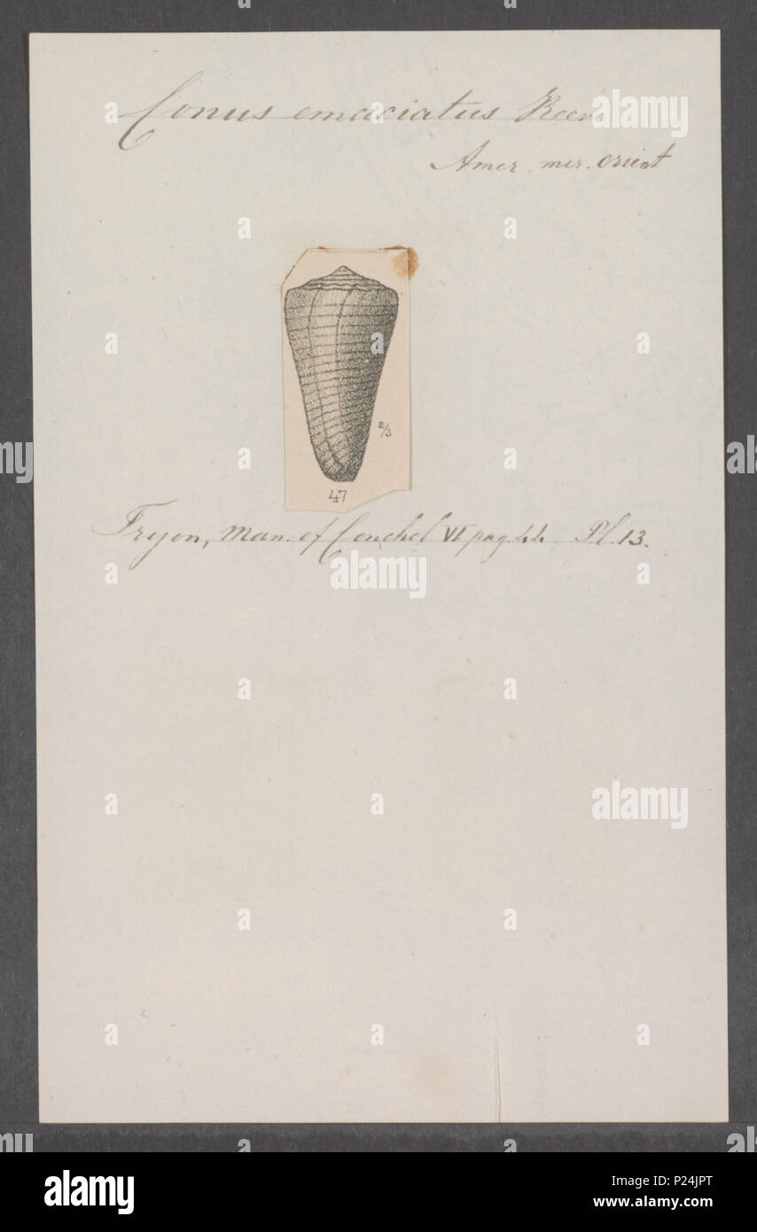 Conus emaciatus hi-res stock photography and images - Alamy