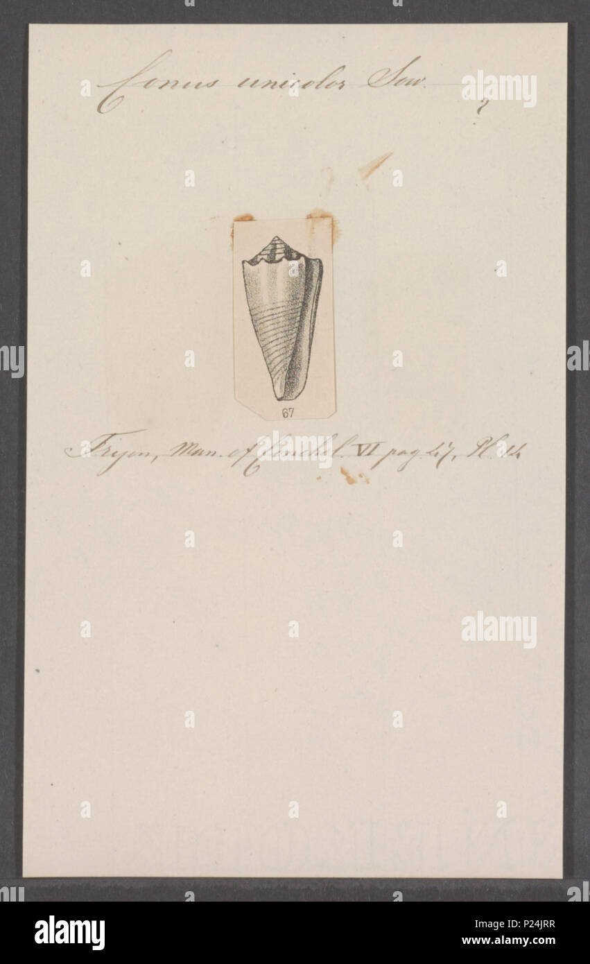 . Conus circumcisus syn. C. unicolor 68 Conus unicolor - - Print ...