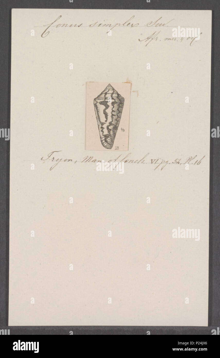 Conus simplex hi-res stock photography and images - Alamy