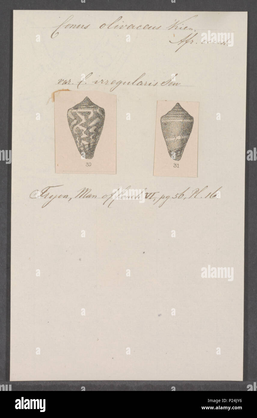 . Conus olivaceus 67 Conus olivaceus - - Print - Iconographia Zoologica ...