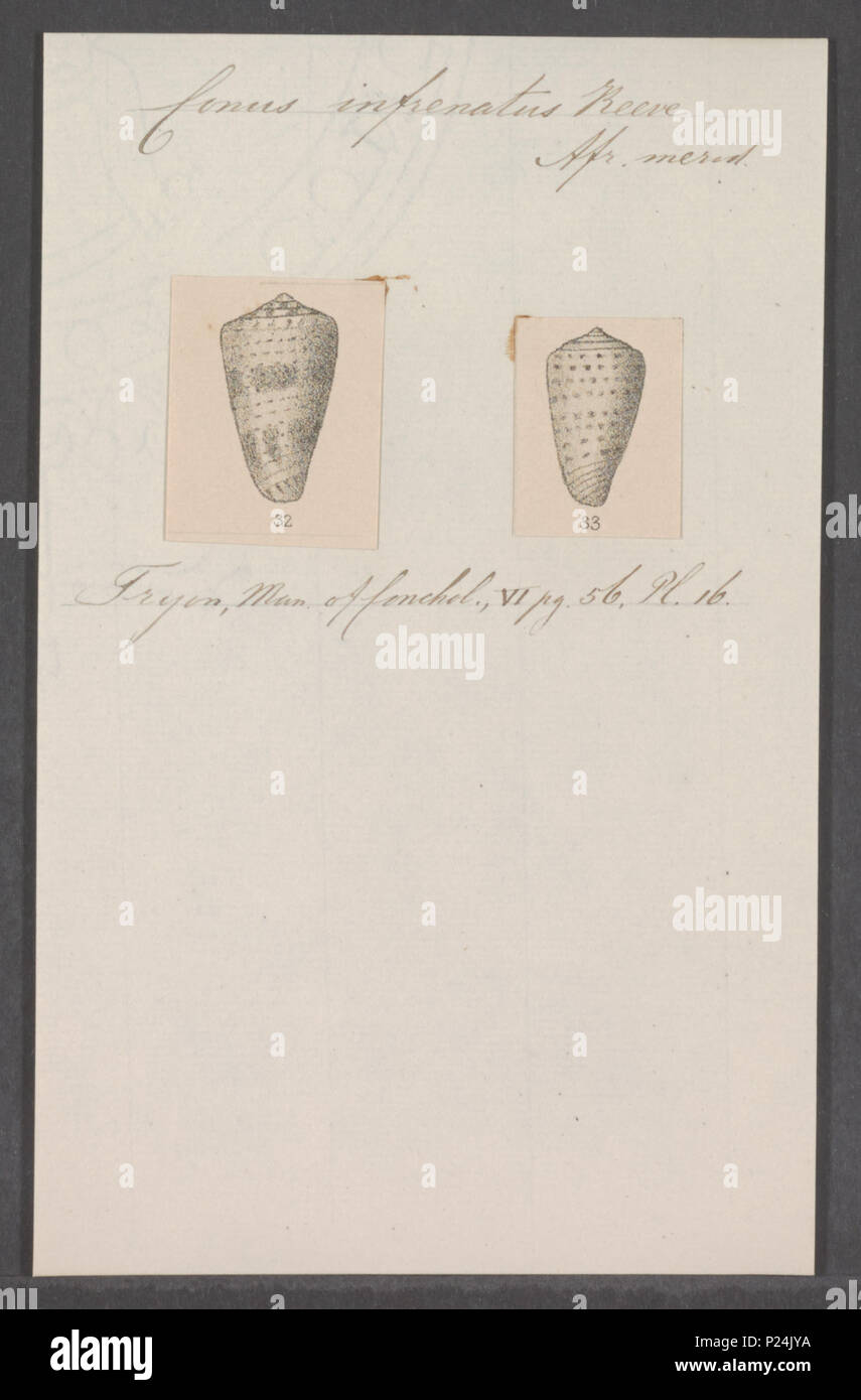 . Conus infrenatus 67 Conus infrenatus - - Print - Iconographia ...