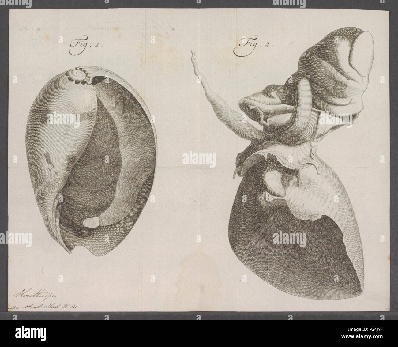 Cymbium species hi-res stock photography and images - Alamy